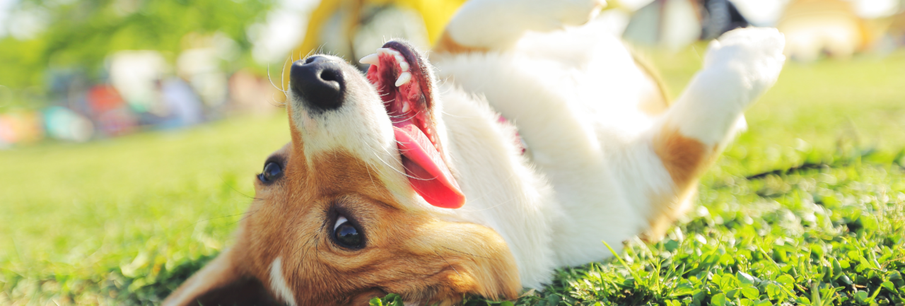 Testosterone Therapy - Companion Animal Wellness Center